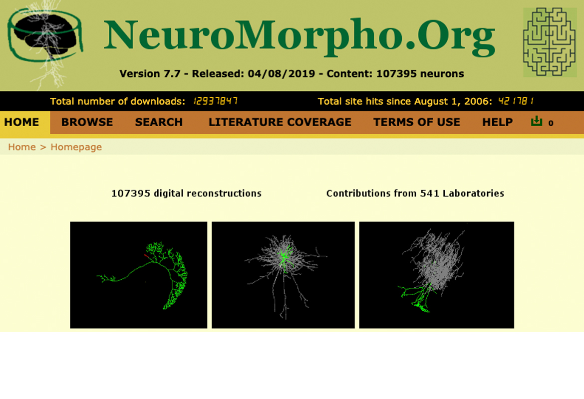New version of NeuroMorpho released - 100K digital reconstructions ...